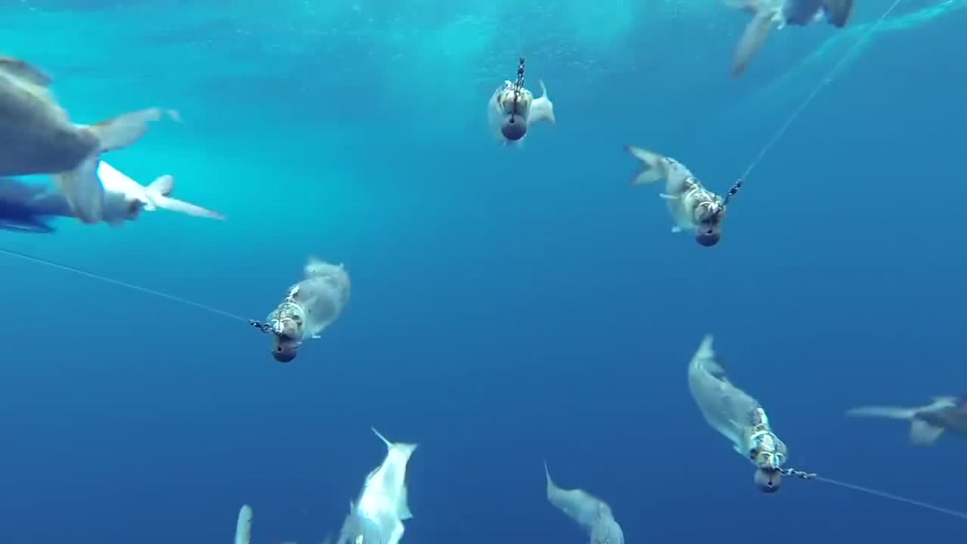 GoPro大奖:水下的世界