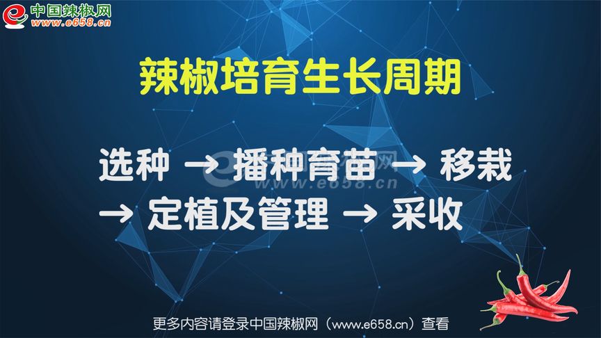辣椒生长周期各阶段的注意事项