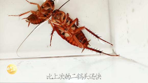 把蟑螂直接放进医用酒精中,会发生什么呢?