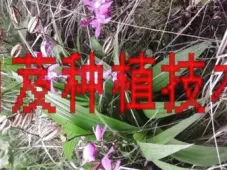 白芨的美容功效_白芨种子价格_白芨的副作用_白芨种植前景