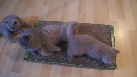 六只可爱猫咪,铲屎的养不过来的话,给我一只