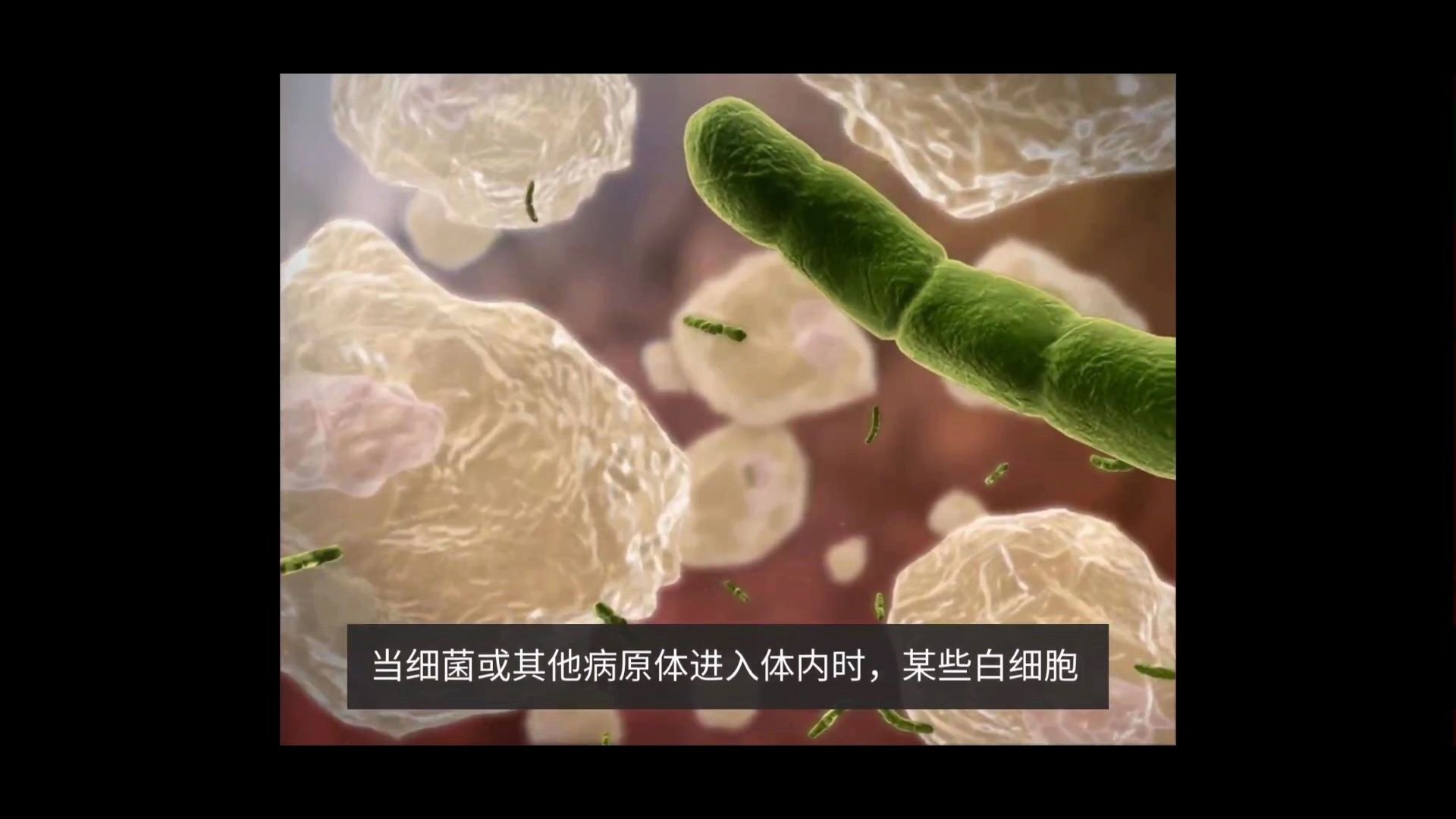 巨噬细胞在体内是如何为你征战的