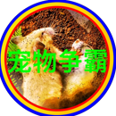 宠物争霸 