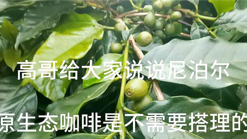 高哥给大家说说尼泊尔原生态咖啡,是不需要打理的自然生长