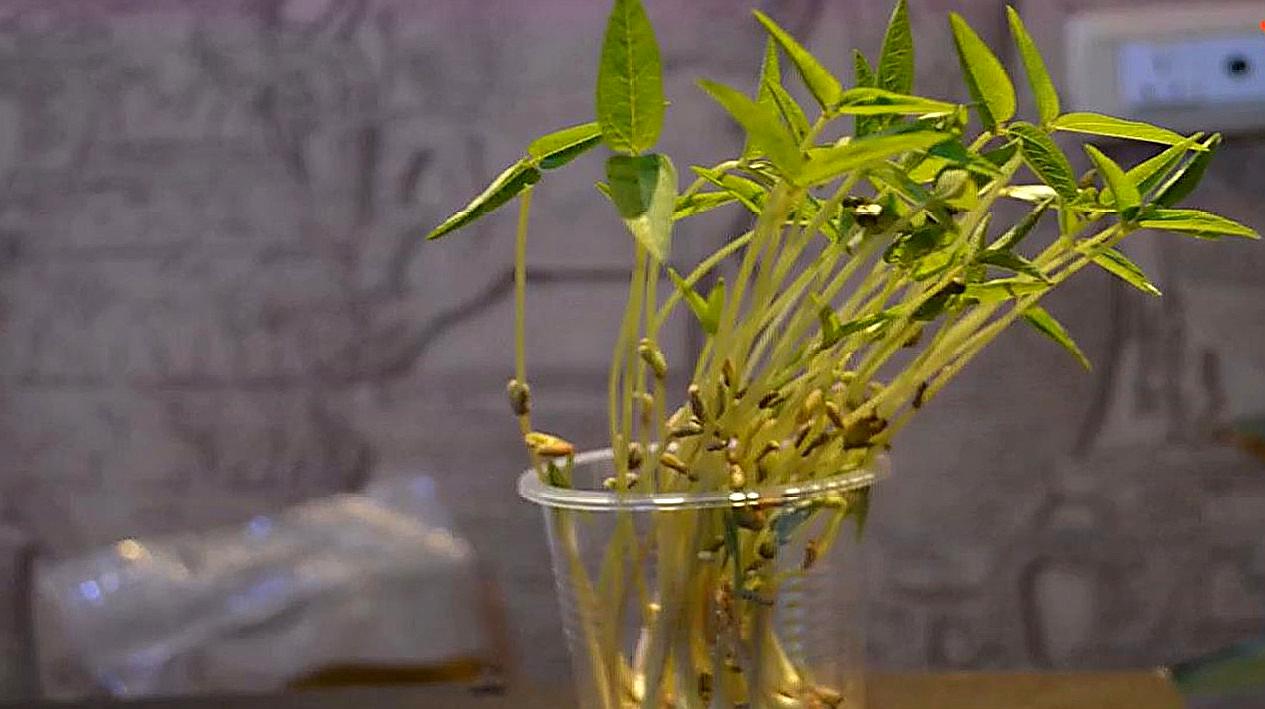 绿豆的生长过程,你见过吗?快来看看吧