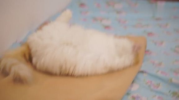 好会撒娇的小猫咪,太萌了!