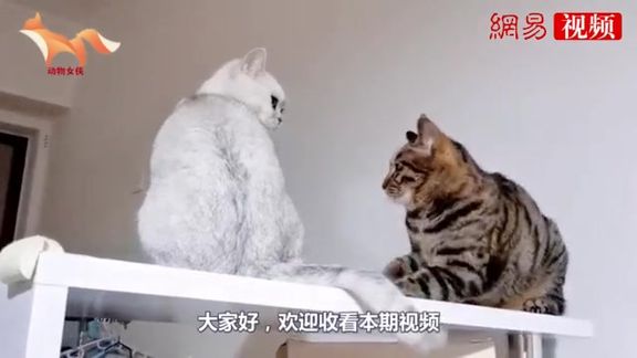 主人脚受伤了,皮皮猫学主人瘸脚走路,主人气到不行