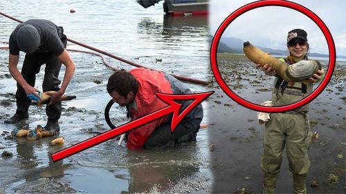 国外捕捞象拔蚌,泥滩一米多深用高压水管打出,很少见的捕捞方式