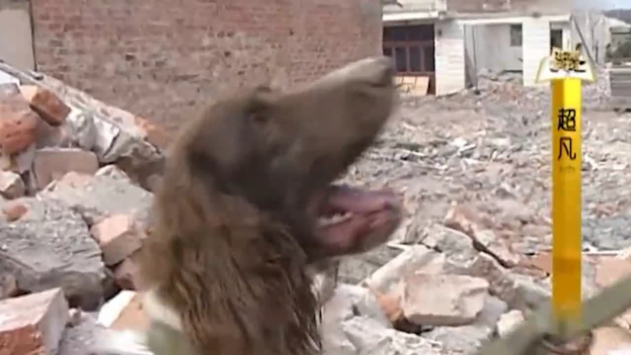 作为一只搜救犬,狗狗轻松找到目标!这可是模仿灾难摆放啊!