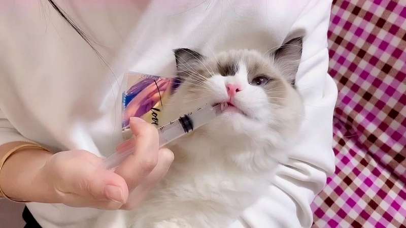 小猫咪看见药药就抢着喝,抱着喂药器舔个不停,生怕主人不让它喝