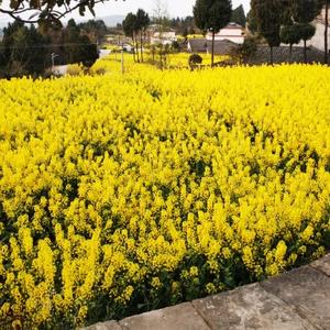 林小妹没有马甲线 