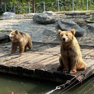 才思敏捷面条Zh 