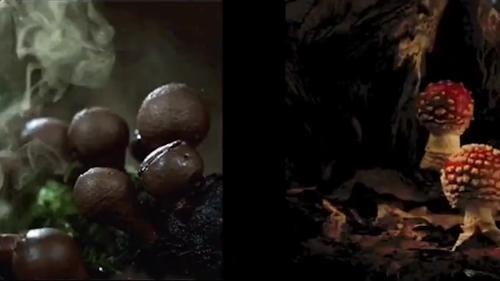 几种菌类迅速增长过程, 看的我心情好多了