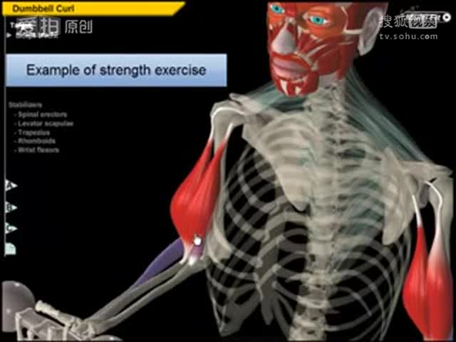 【3D动画课堂】肱二头肌位置、功能分析