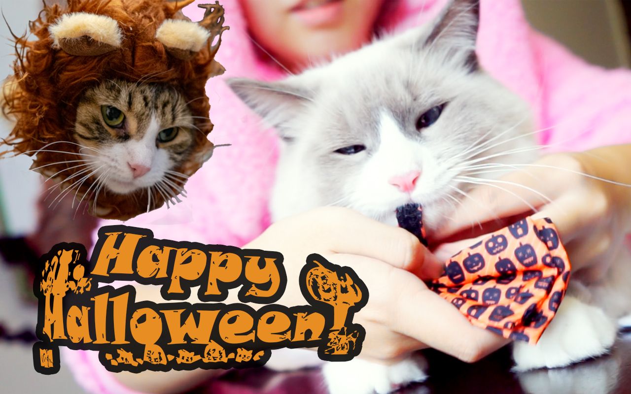 【恐怖万圣节?】家里来了奇怪的东西!布偶猫被强行变装?| Trick or ...