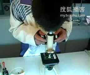 观察洋葱表皮细胞