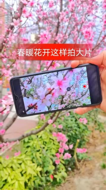 提高审美运用对比手法拍摄,路边小花也可以拍出高级感