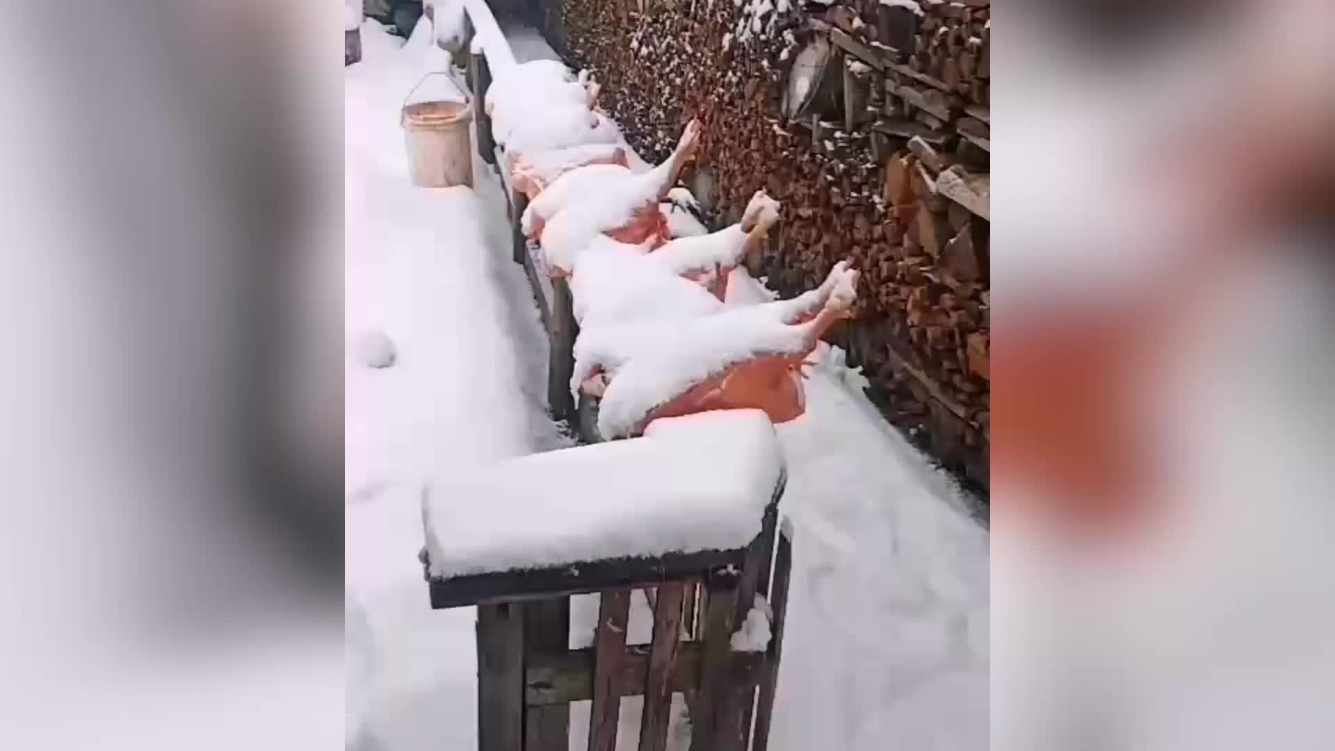 “中国最冷小镇”开启冰箱模式 居民把鸡肉排成一排插在雪里保鲜
