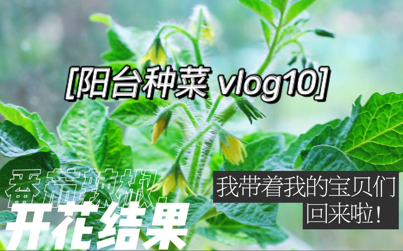 ...番茄辣椒开花结果|我带着果子回来啦|超级推荐矮生番茄|室内种植|...