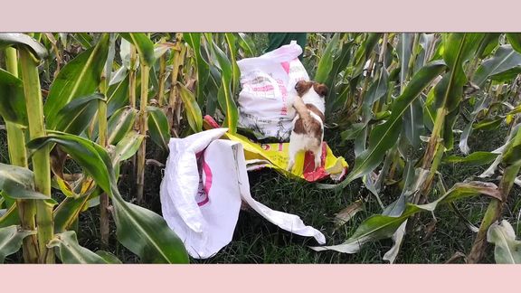 带狗子去玉米地里看掰玉米,没想到它玩嗨了都不想回家(上)