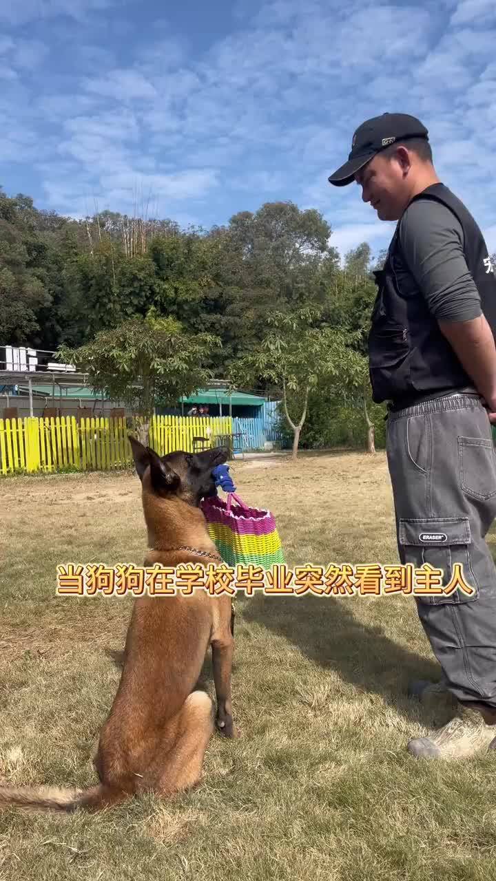 当狗狗在学校毕业突然看到主人又一只狗狗在学校毕业啦