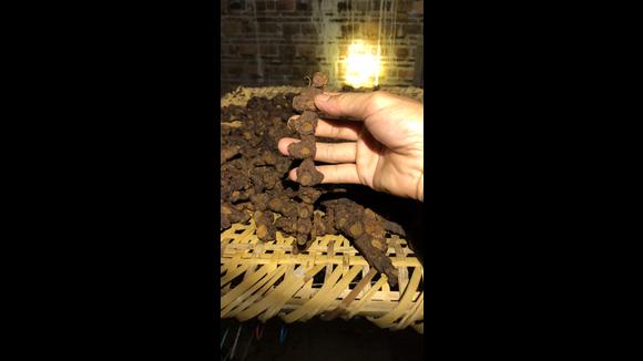 九蒸九晒的野生黄精,温补不燥热,长期食用不伤身,男女都可食用