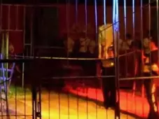 1202马戏团动物表演