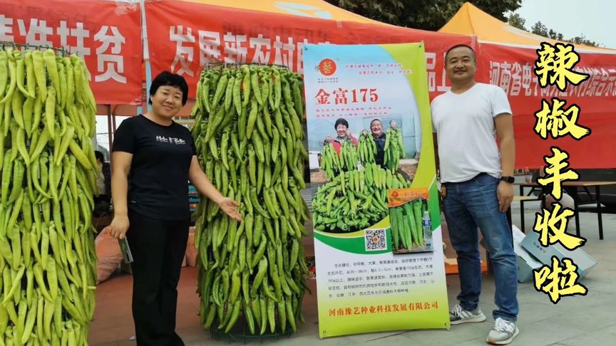 秋大棚辣椒这样管理,产量高效益好,一棚收入几万块妥妥的