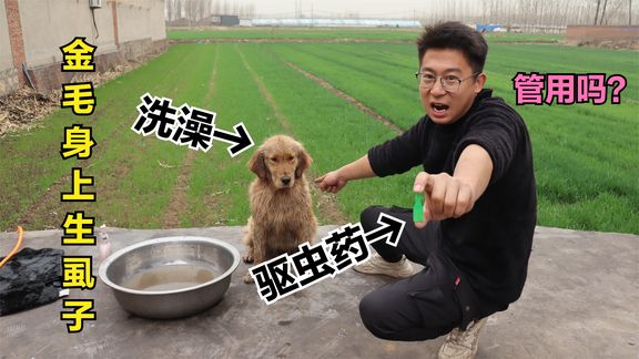 金毛身上生虱子,小伙花88元买了瓶药洗完澡再涂它身上,管用吗?