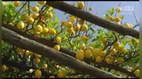 I_Can_Cook_-_S01E03_-_Lemon_and_Lime_Cheesecake