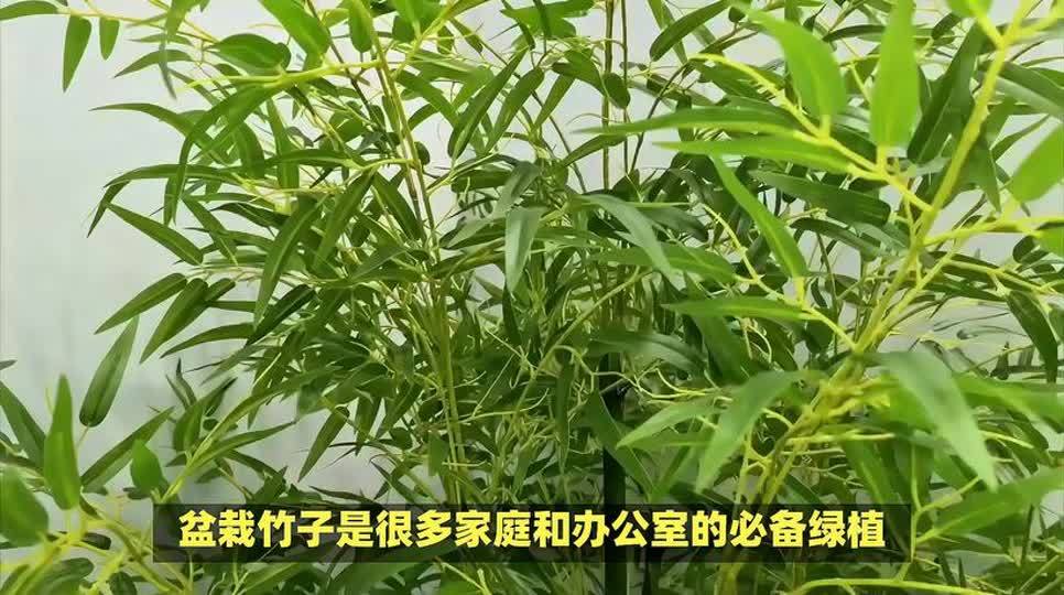 翠绿之美:盆栽竹子的养护与管理