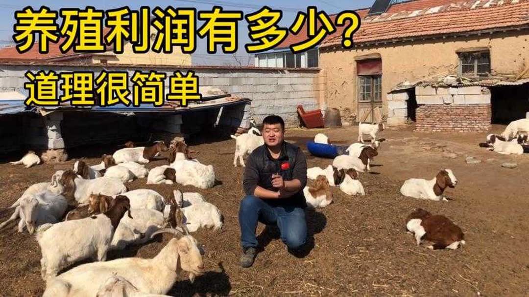 养殖羊的利润有多少?不可控因素太多,粗略计算一下没剩多少