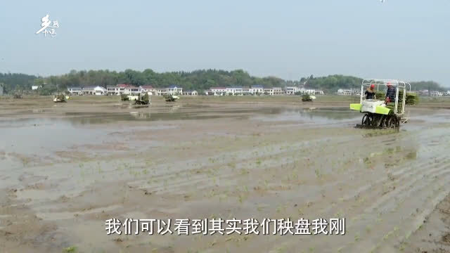 水稻有序抛秧,集中育秧25亩,播种800亩,无返青期
