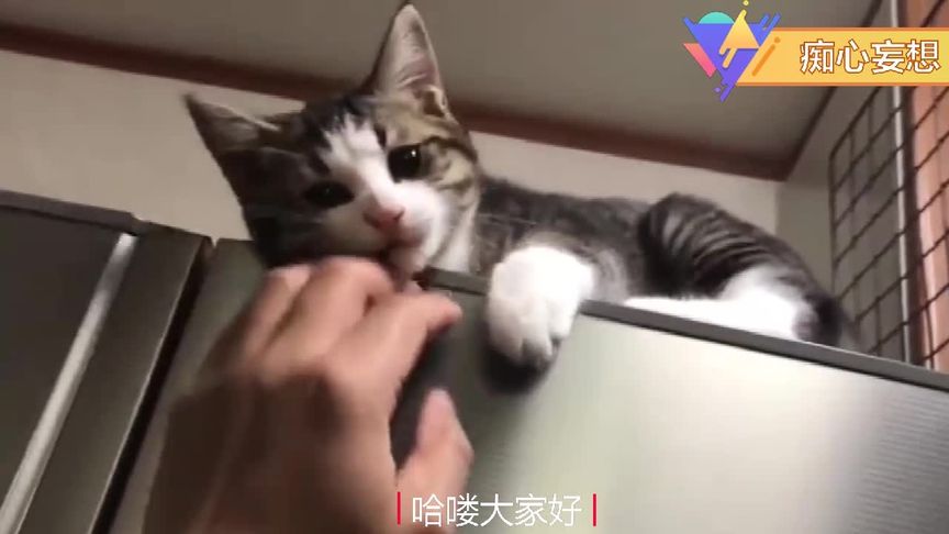 爱猫人士,看到小猫咪撒娇,或许都没有什么抵抗力吧?