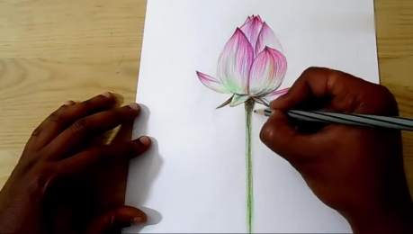 彩铅,如何画清新的莲花