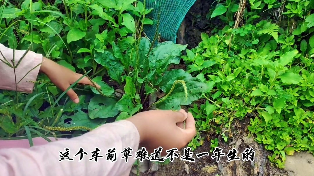 车前草又名车轮草,猪耳朵草,多数人当是杂草,会用得当是宝!