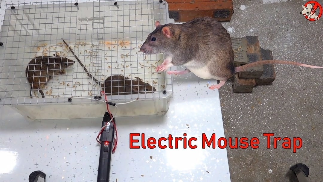 捕鼠:电动捕鼠器最佳捕鼠器自制工作易救老鼠自动捕鼠器