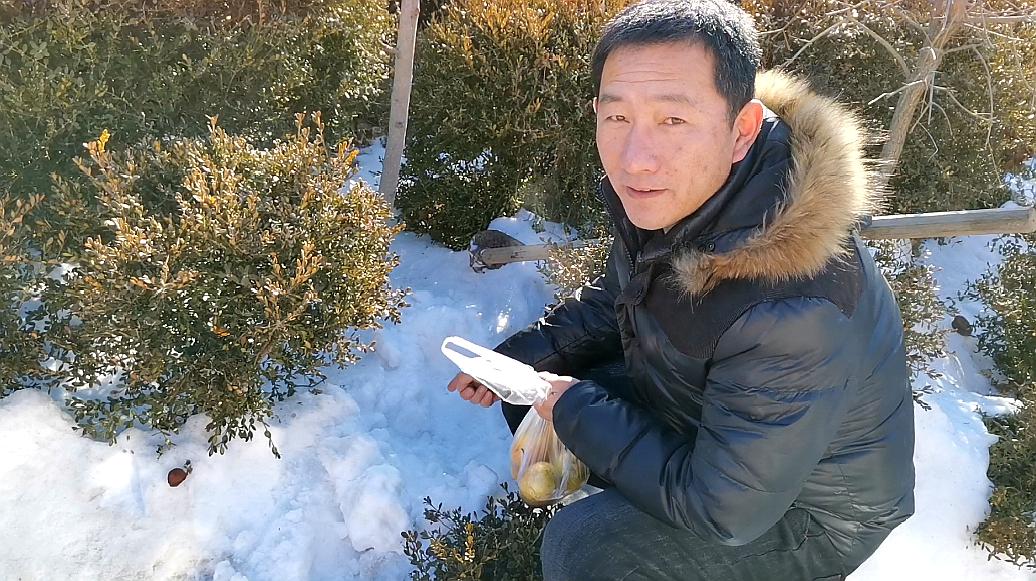 东北大哥自己做冻梨,把梨埋在雪里冻了两宿,拿出来一看想哭了