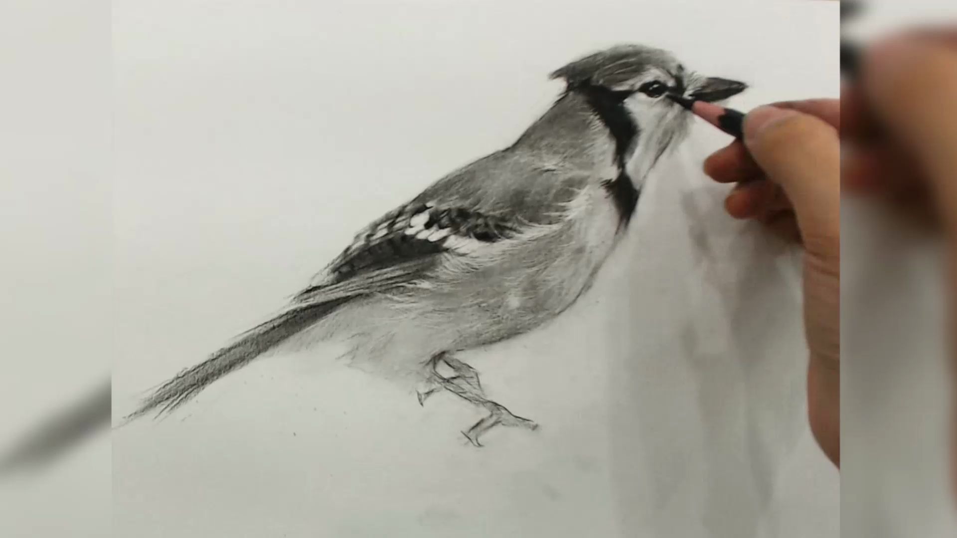 生动会飞的鸟,素描基础培训班教程,素描画简单好看易画,铅笔素描画...