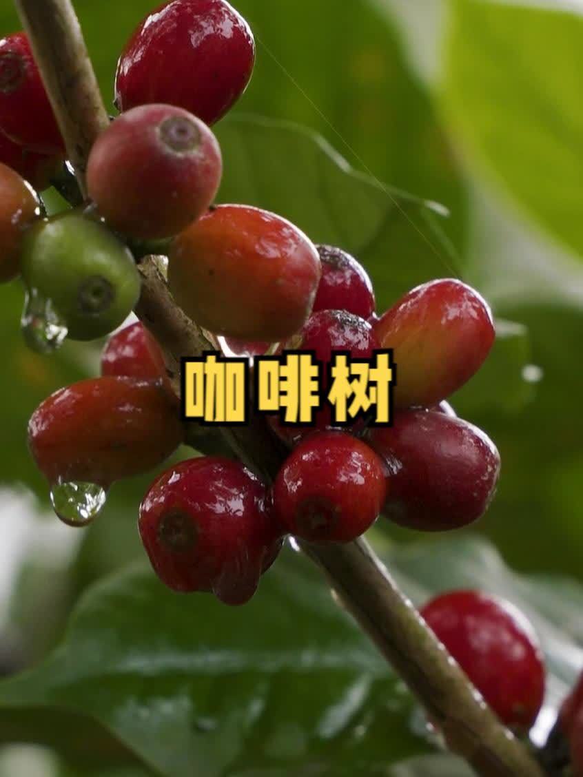咖啡是世界三大饮料之一噢!喝过咖啡的宝子们知道咖啡树长什么样子吗?