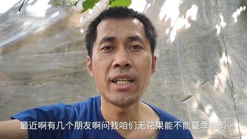 无花果夏季能不能修剪?注意的事项有哪些?1次让您听个明白!