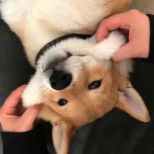 小狗日记 