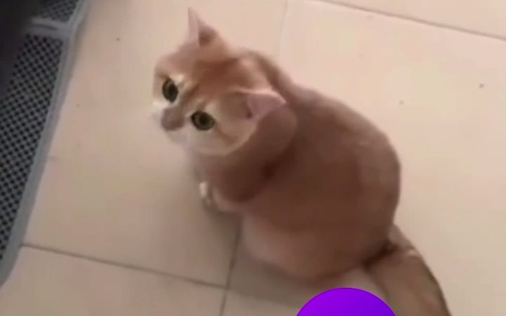 猫狗宠物顺畅交流语言翻译器