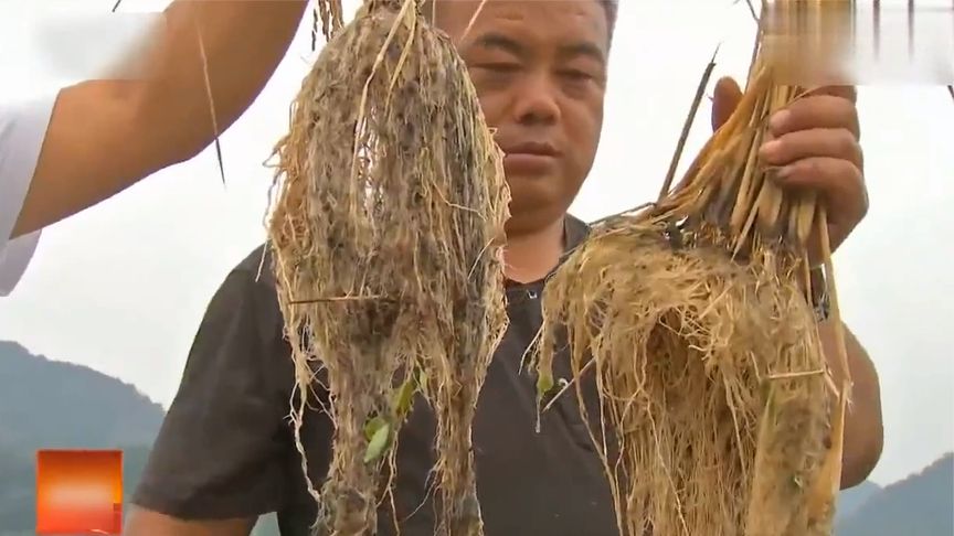 科技苑:中国人发明水上种植水稻技术,不用打农药大米反而更好吃