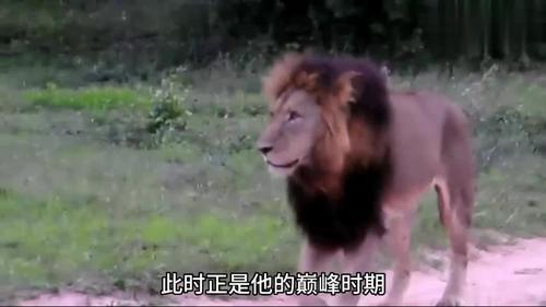 狮王之王巅峰时期单独巡逻