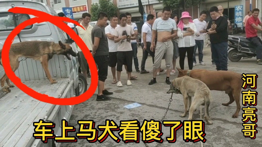 两只马犬对战,撕咬场面残忍无比,镜头真实记录全过程