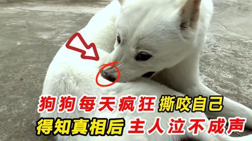 狗狗每天撕咬本人,遍体鳞伤却不肯停止,背后原因让人心疼!