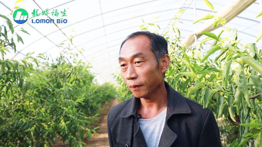 冬枣怎么种高产?20年资深枣农说保花保果是关键,干货总结!