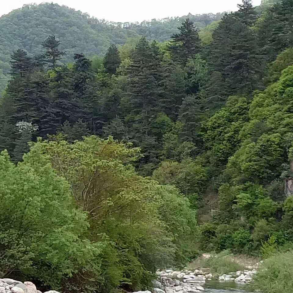 老姚谈植物 