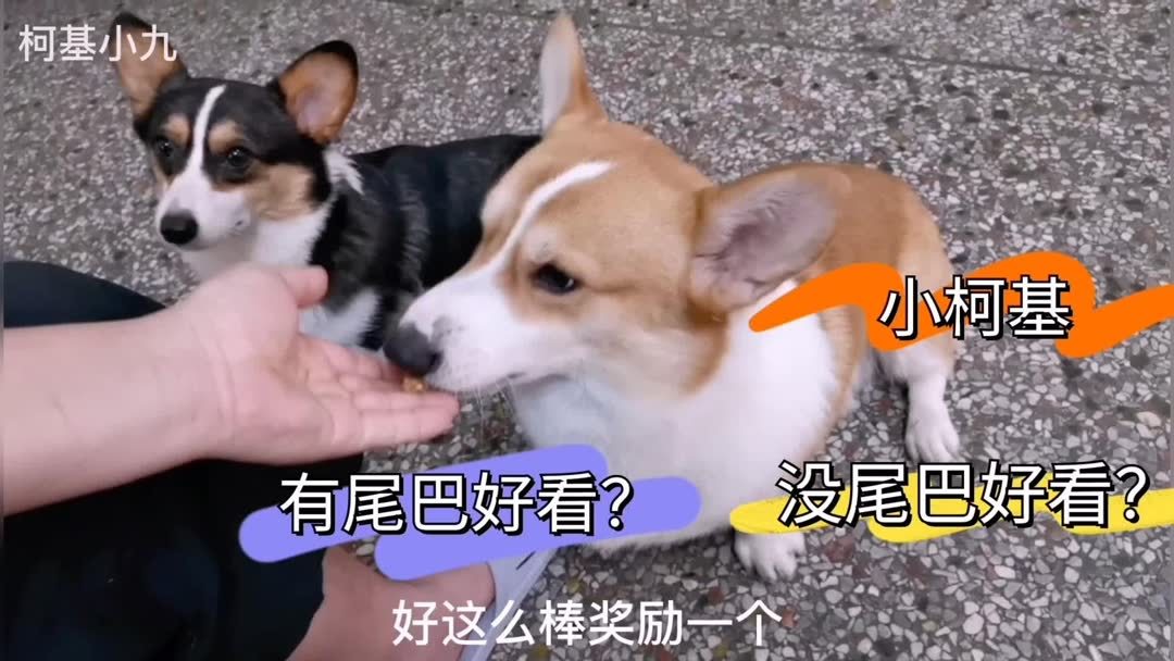 主人想让柯基以后生的基宝宝留尾巴,柯基:这是我能决定的?委屈